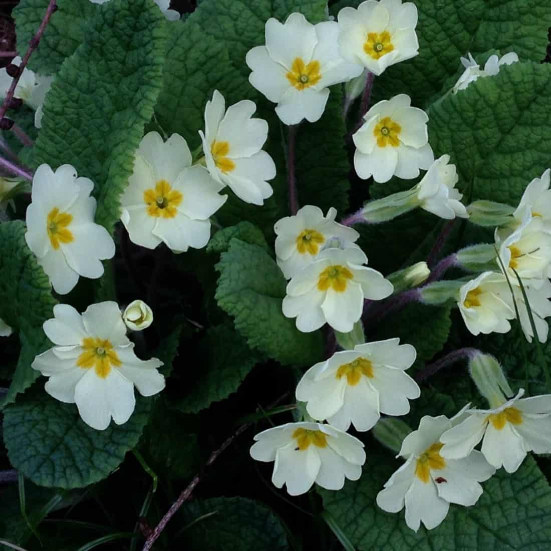 Primrose