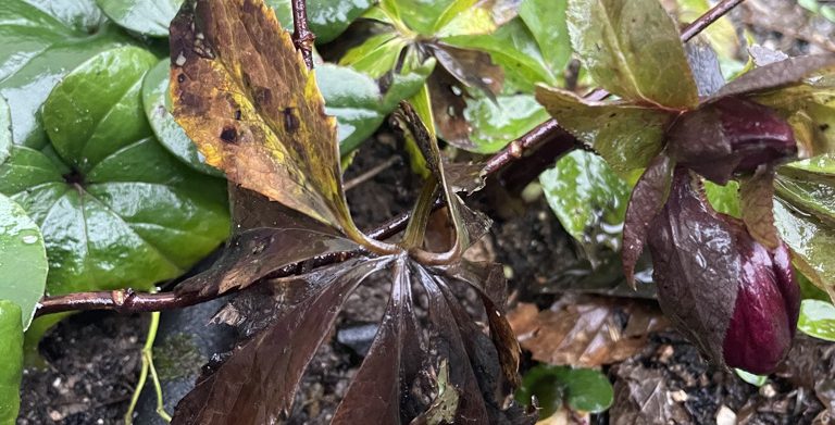 Why are my hellebore leaves turning black - David Hurrion