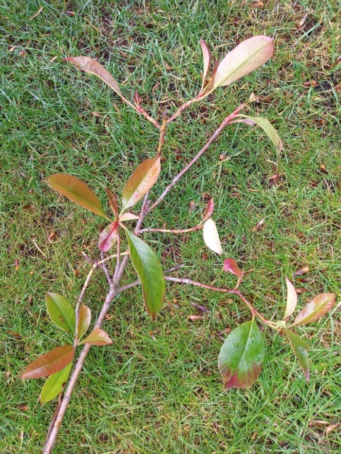 Why have the leaves dropped from 'Red Robin' - David Hurrion