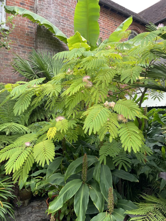 The best exotic hardy tree for small gardens - David Hurrion