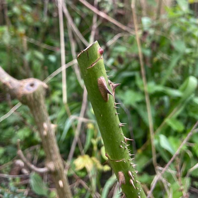 Rose dieback: causes, treatment & prevention