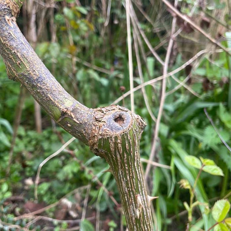Rose dieback: causes, treatment & prevention