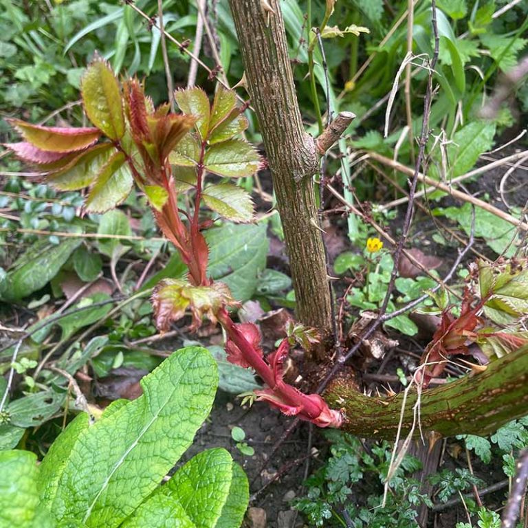 What makes stems die back on roses? - David Hurrion
